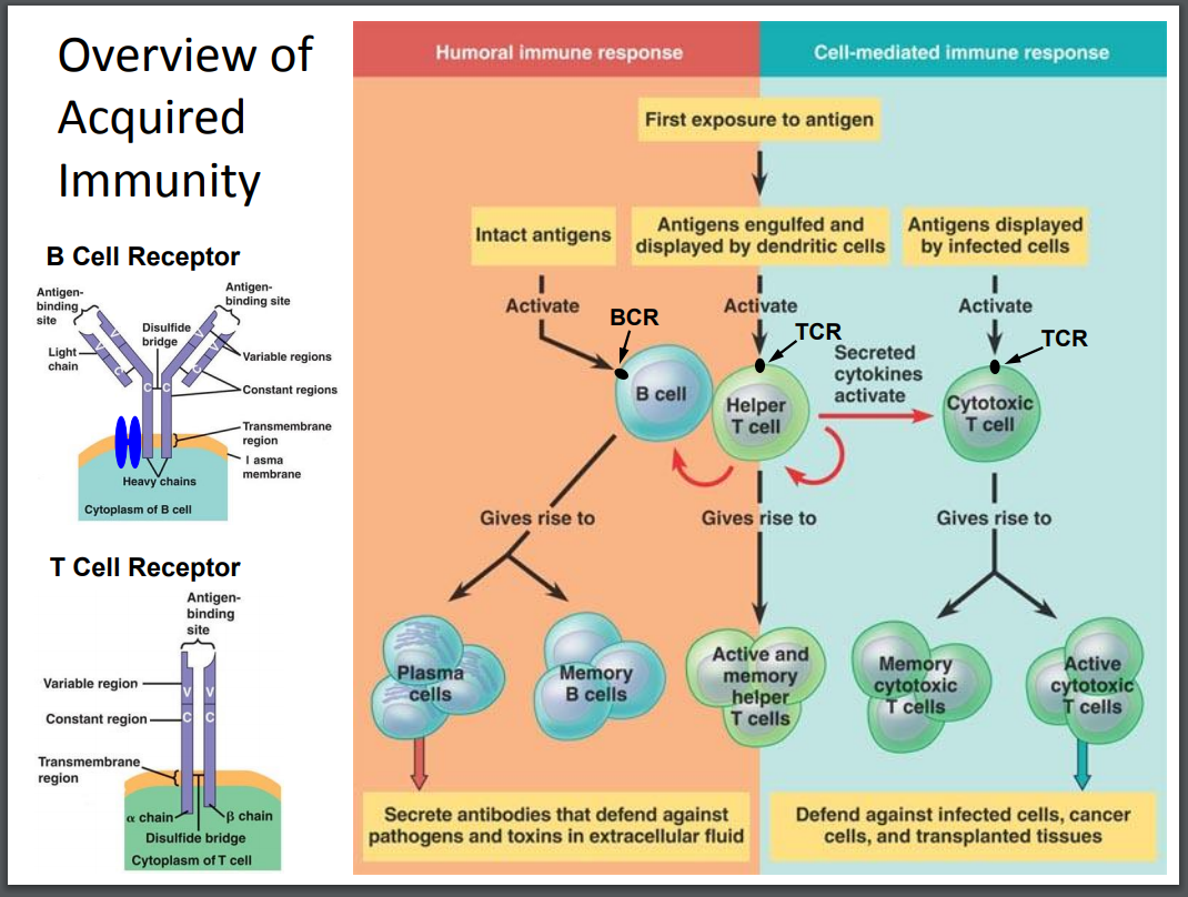Immune System – Vaccination Information Awareness Initiative